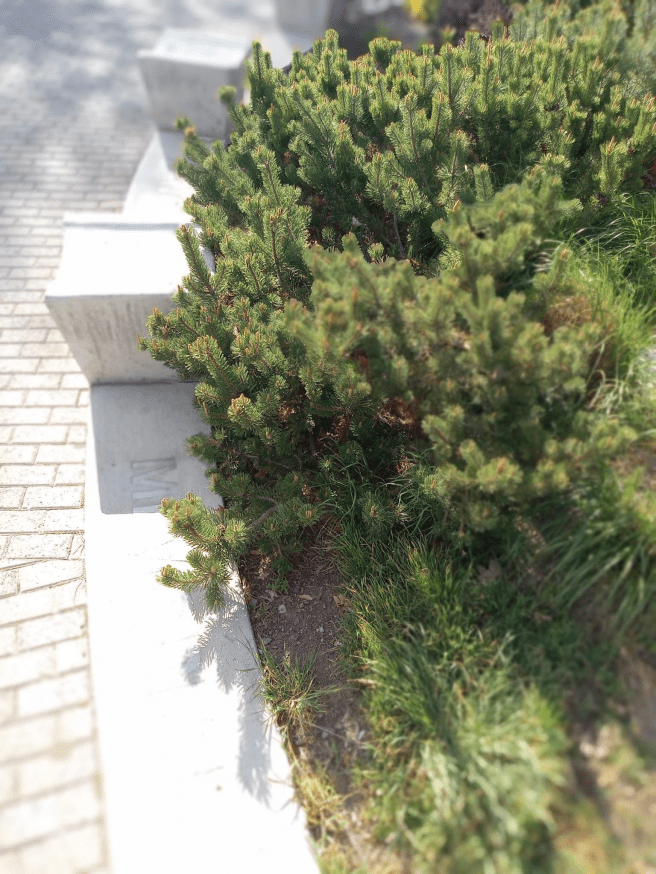 Susan Rancourt Memorial Garden. | Another Bundy Blog.