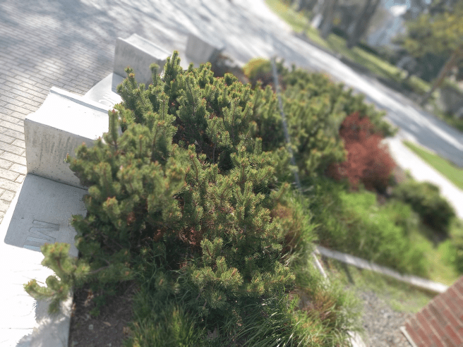 Susan Rancourt Memorial Garden. | Another Bundy Blog.