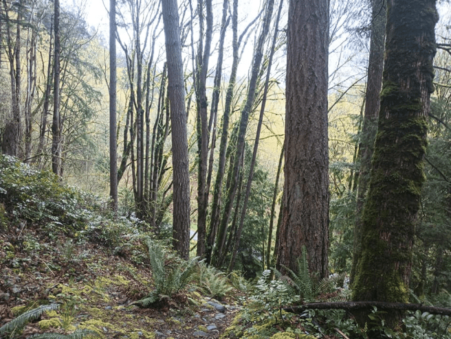 Janice Ann Ott. | Another Bundy Blog.