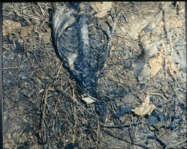 Janice Ann Ott. | Another Bundy Blog.