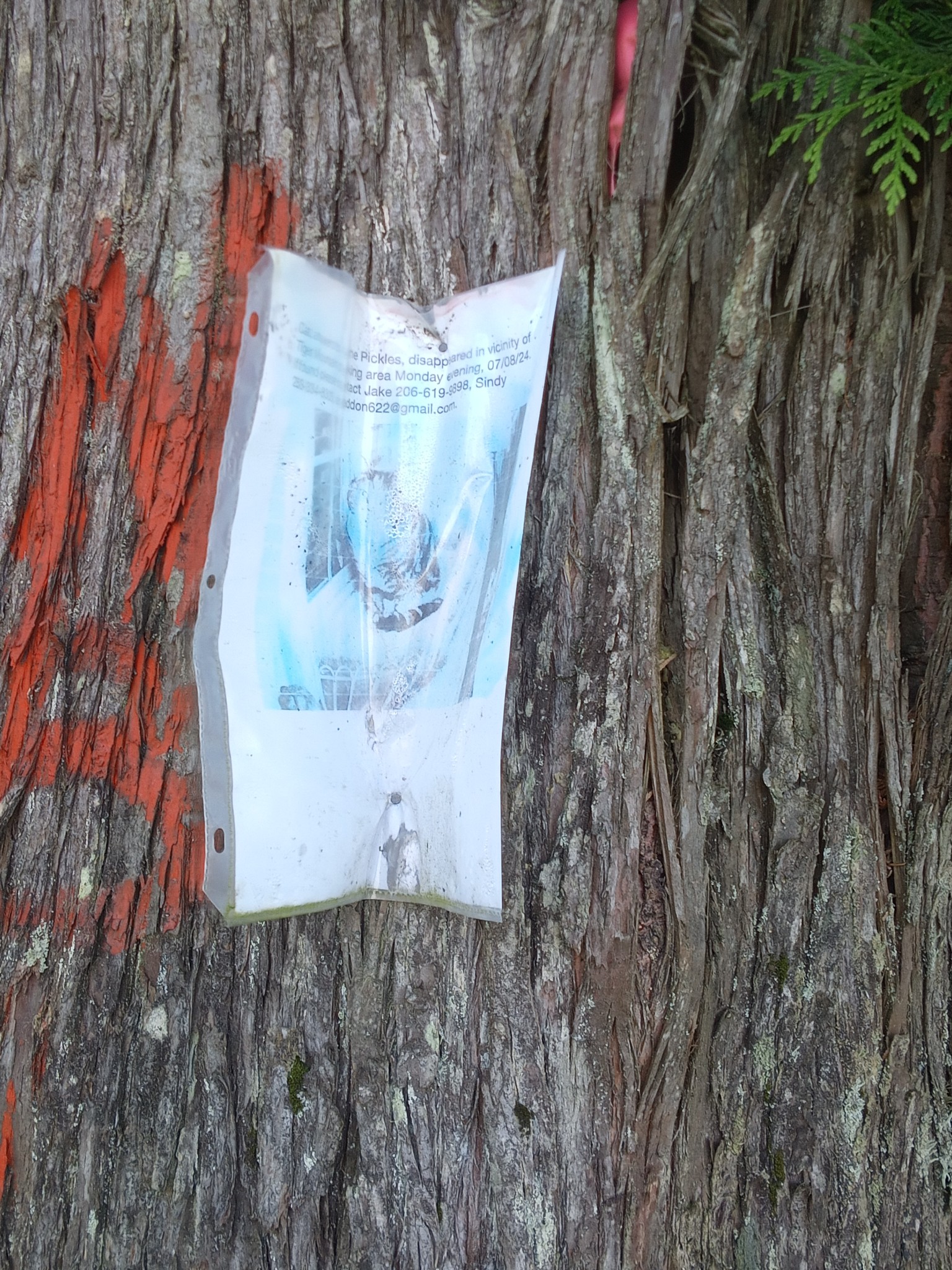 Ted Bundy’s Taylor Mountain Dump Site, May 2025. | Another Bundy Blog.